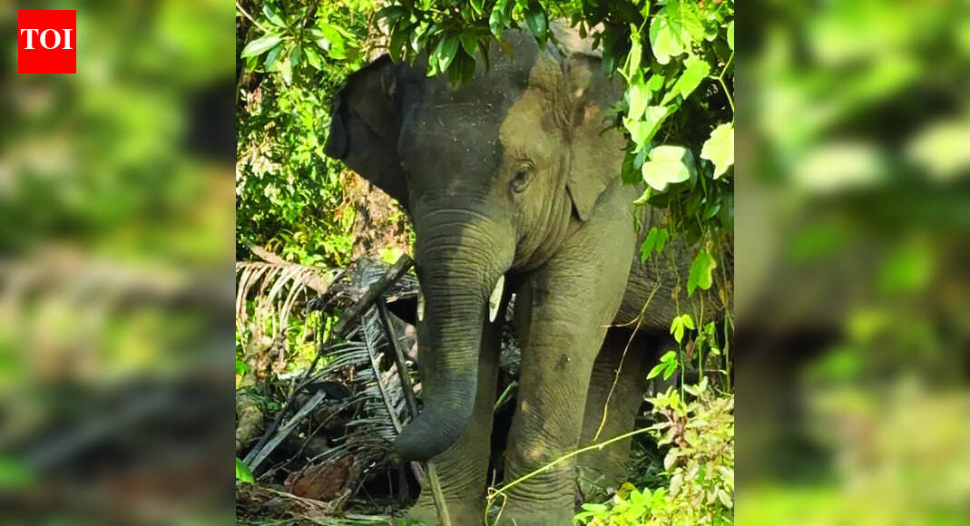 Supreme Court Directs Care for Omkar the Stray Elephant: Maharashtra's ...