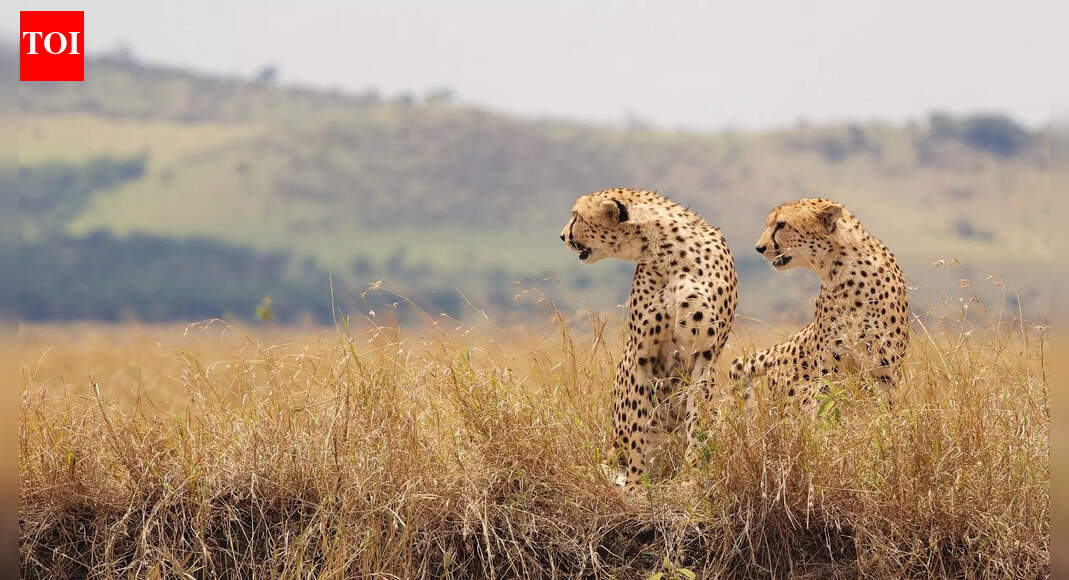 The 5 fastest wild cats in the world– Find out who tops the list