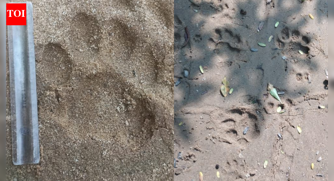 Pugmarks of tigress with two cubs spotted in Chhattisgarh's Koriya ...