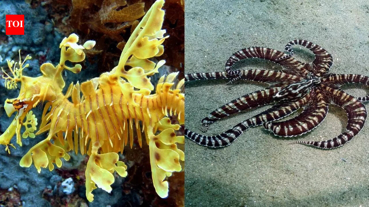 9 fascinating creatures from around the world with abilities that seem ...