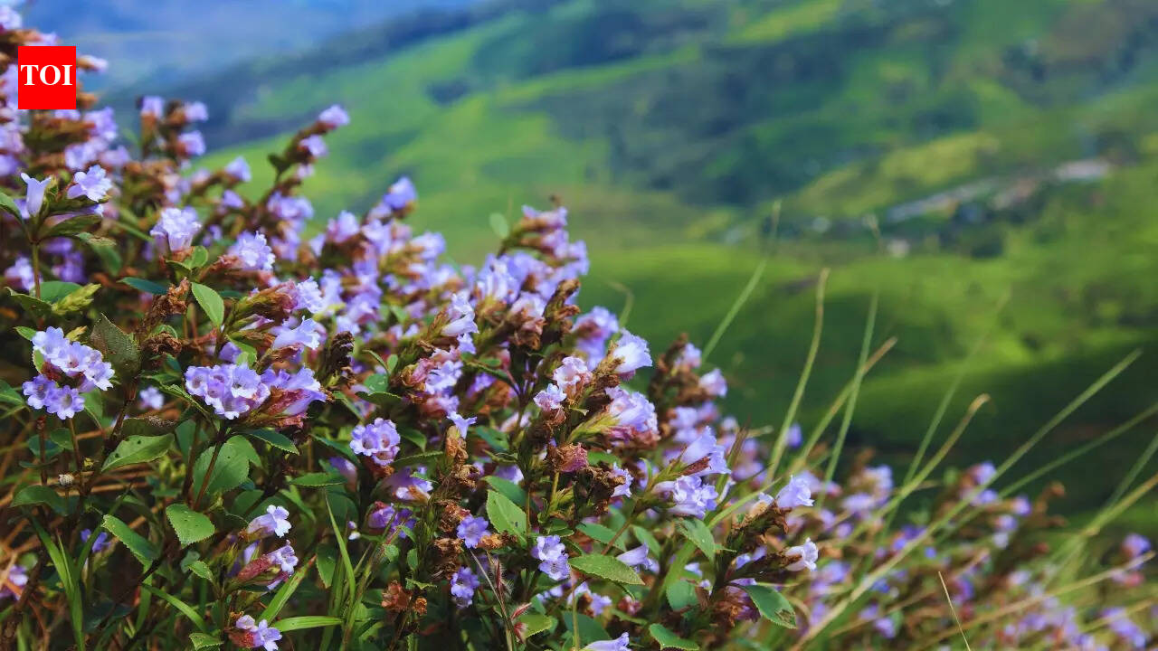 7 plants and trees that flower only once in their lifetime, and where ...