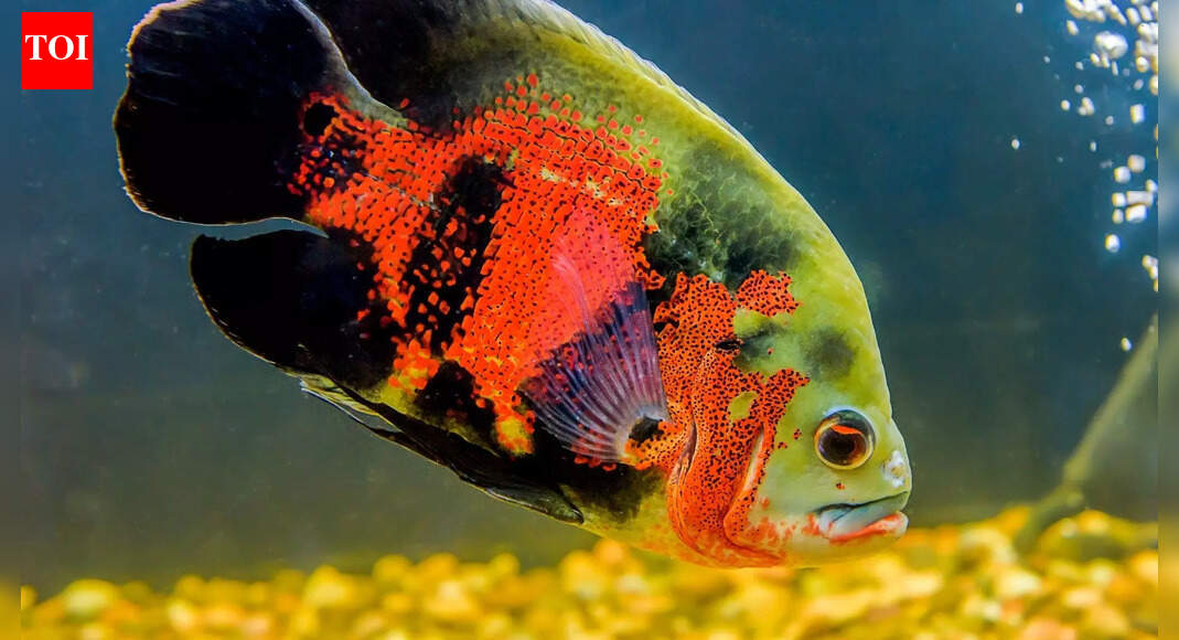 5 aggressive pet fish that aren’t for beginners