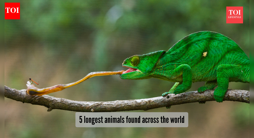 5 longest animals found across the world
