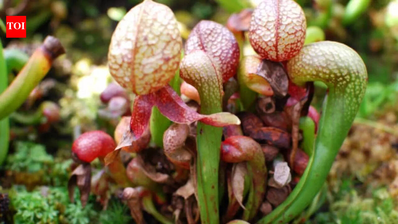 From corpse flowers to blood grass: 7 plants that look supernatural but ...