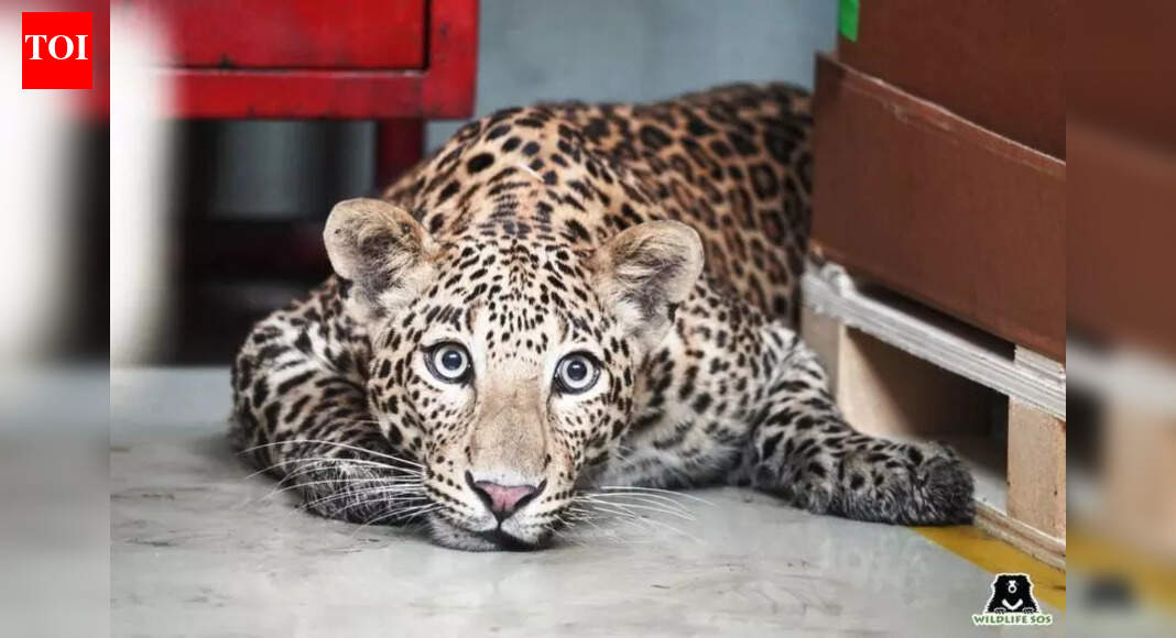 ‘Bibtya’ takes a potshot at Hinjewadi traffic, enjoys Pune weather in ...