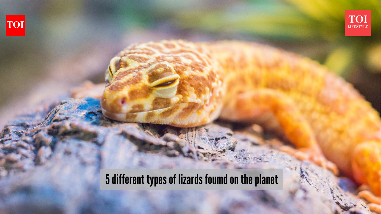 Rulers of the lizard world: 5 lizards that dominate the wild