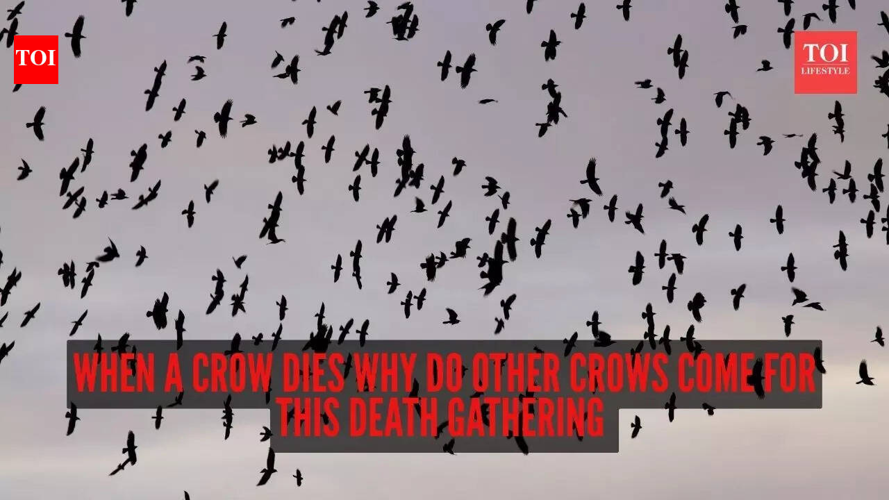 Crow funeral: When a crow dies why do other crows come for this death ...