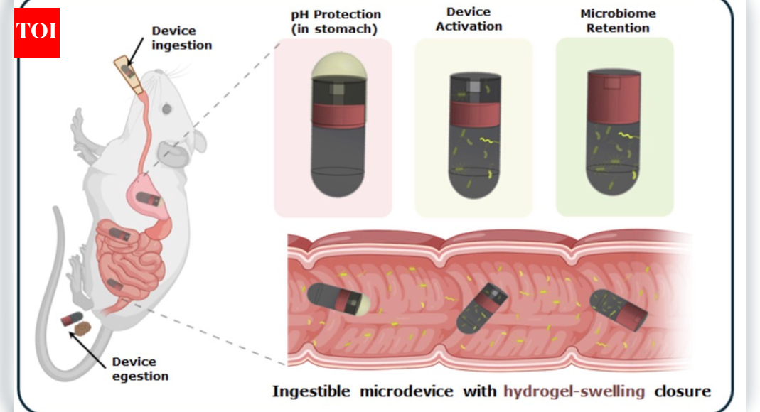 Swallowable ‘Smart Pill’ samples gut bacteria from inside, opening new ...