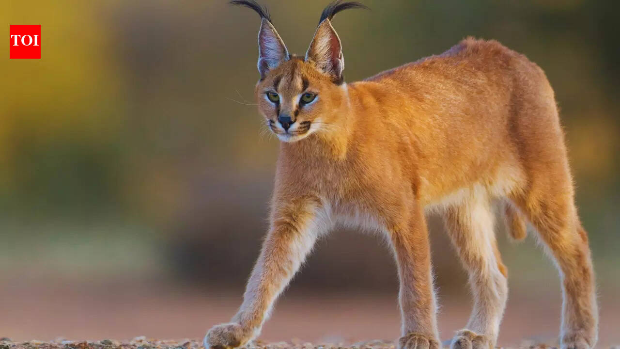 9 most elusive animals and why it is so difficult to spot them in ...