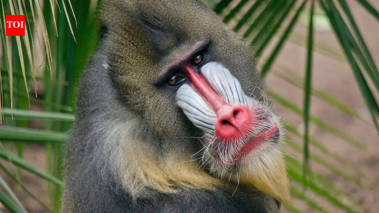 From Proboscis monkey to Aye-aye: 8 unusual and weird looking Primates ...