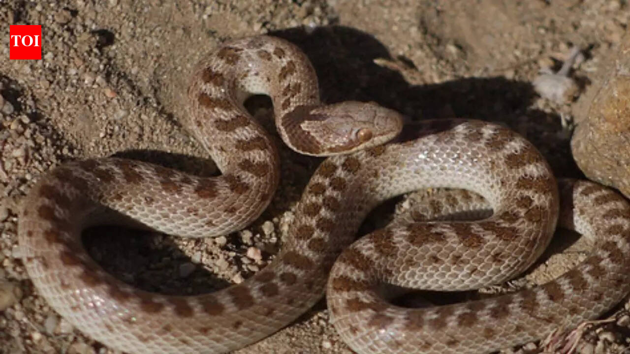 Night snakes: Discover more about Hypsiglena torquata’s habitat ...