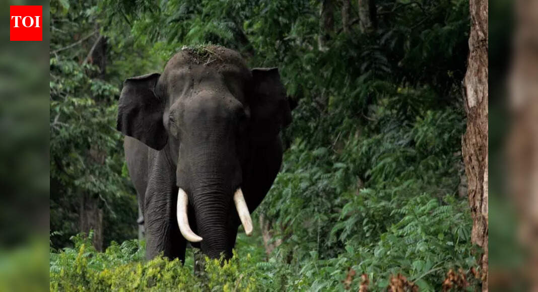 HC asks state to consult CCF (wildlife) on expediting proposed elephant ...