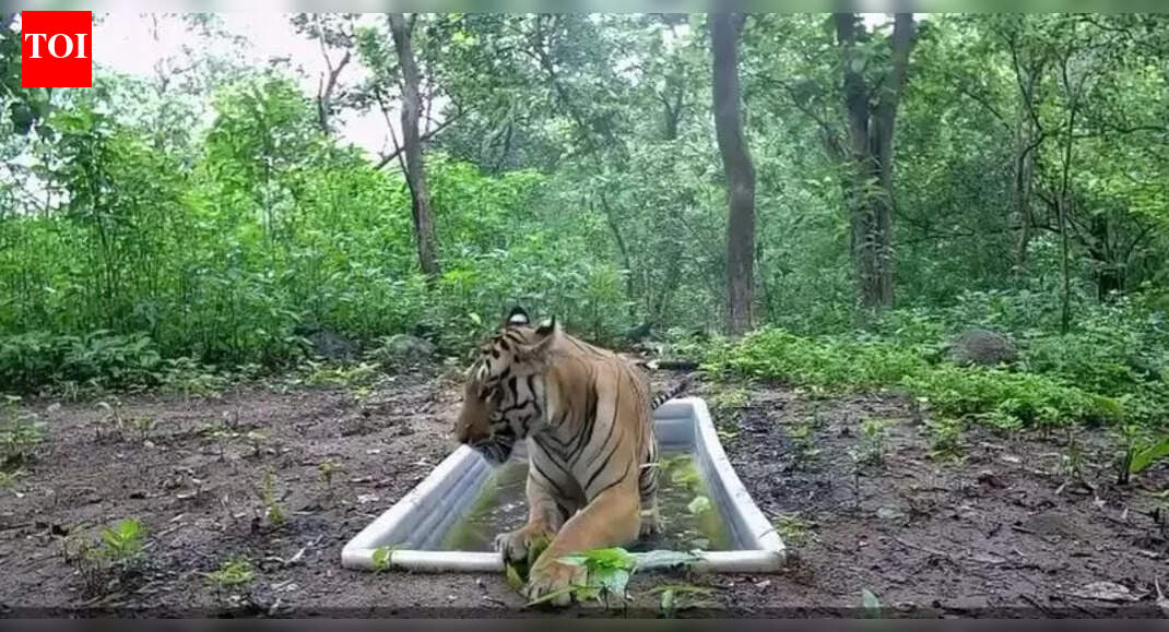 NTCA declares Guj a tiger state after 33 yrs | Ahmedabad News - The ...