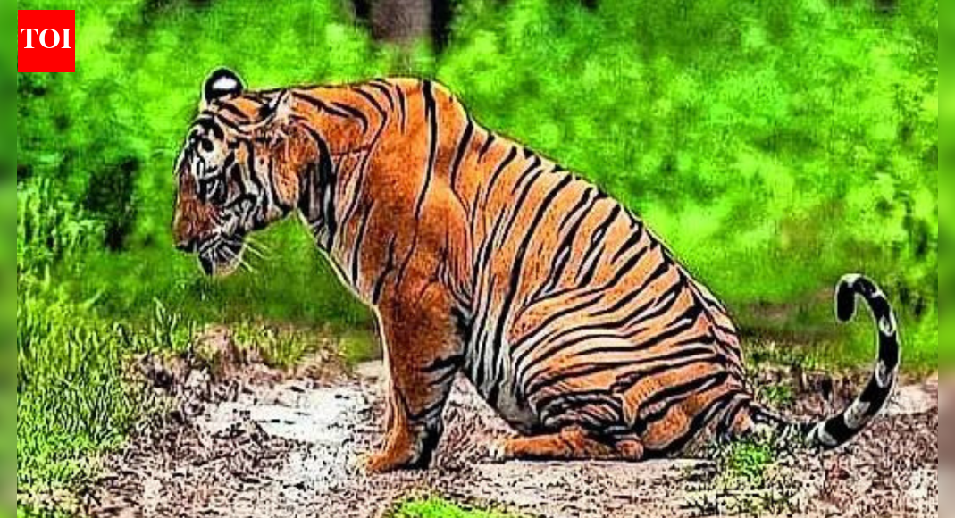 Tiger population rises sharply in Valmiki reserve over 15 years | Patna ...