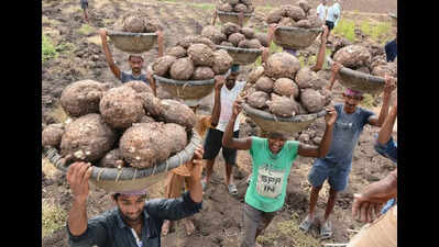 Farmers shift towards cash crops as prices improve | Ludhiana News ...
