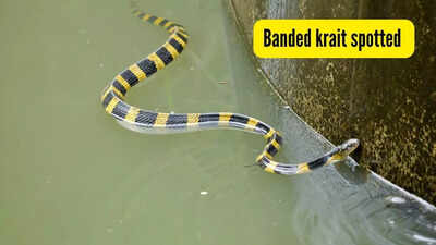 A rare venomous snake spotted in this part of India; video goes viral ...