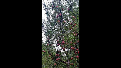 Theog MLA Rathore urges rollback of apple import duty cut | Chandigarh ...