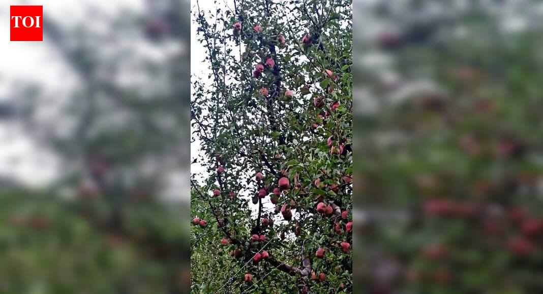 Theog MLA Rathore urges rollback of apple import duty cut | Chandigarh ...