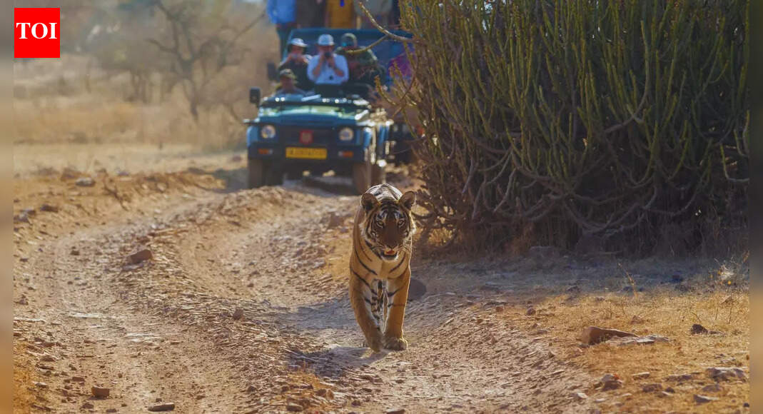Different types of wildlife safaris in India, and where to experience them