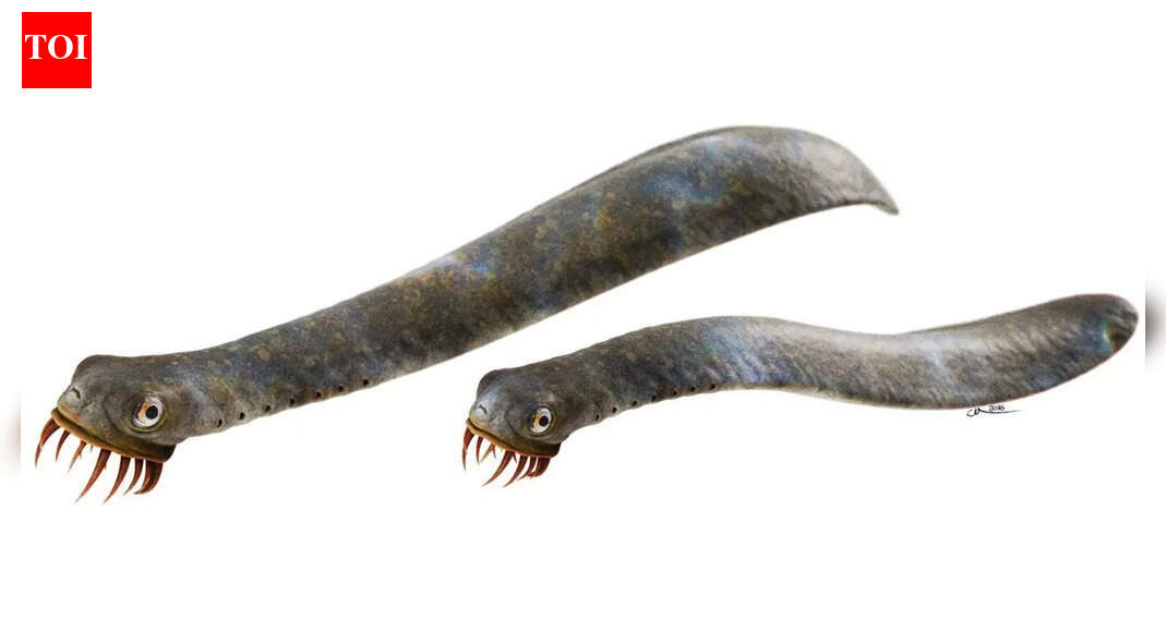 Not sharks, not dinosaurs; the sharpest teeth belonged to a tiny ...