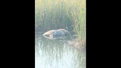 Tiger found dead in farm pond in H’ghat | Nagpur News - The Times of India