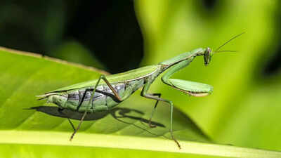 Why some animals die after mating: Male antechinus, praying mantis ...