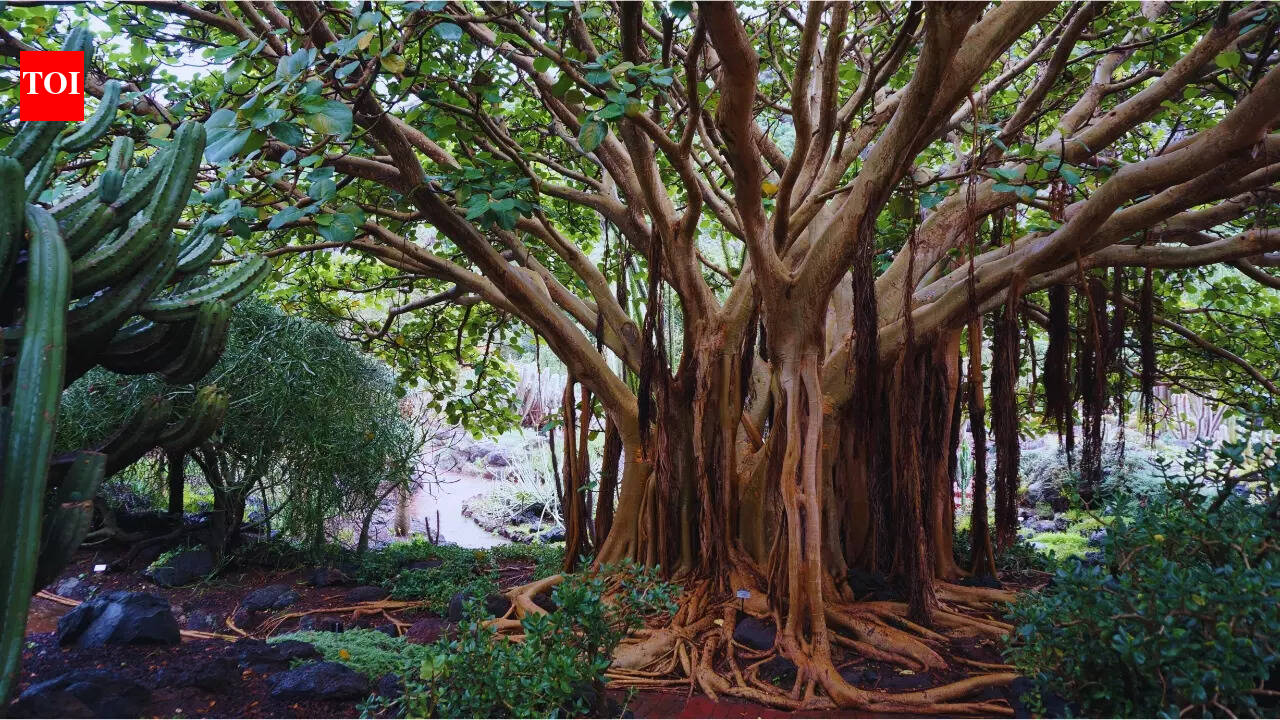 World Oldest Trees: 10 oldest trees in the world that are still living ...