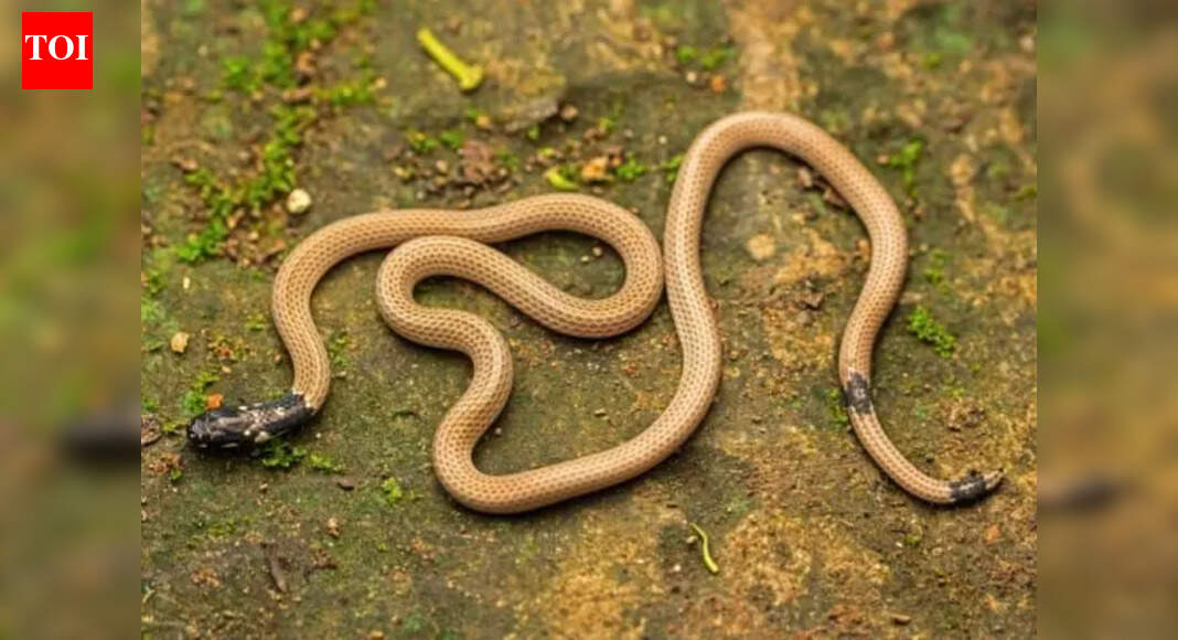 2 rare snake species spotted for 1st time by researchers in state’s ...