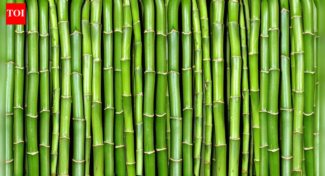 Why planting this bamboo next to your house can become a costly mistake ...