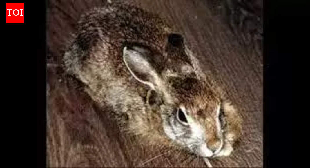 Three held for trying to poach wild rabbits | Madurai News - The Times ...