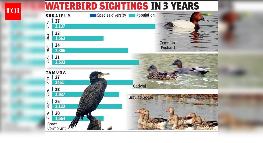 Polluted water, missing fish: Fewer bird species visited NCR this yr ...