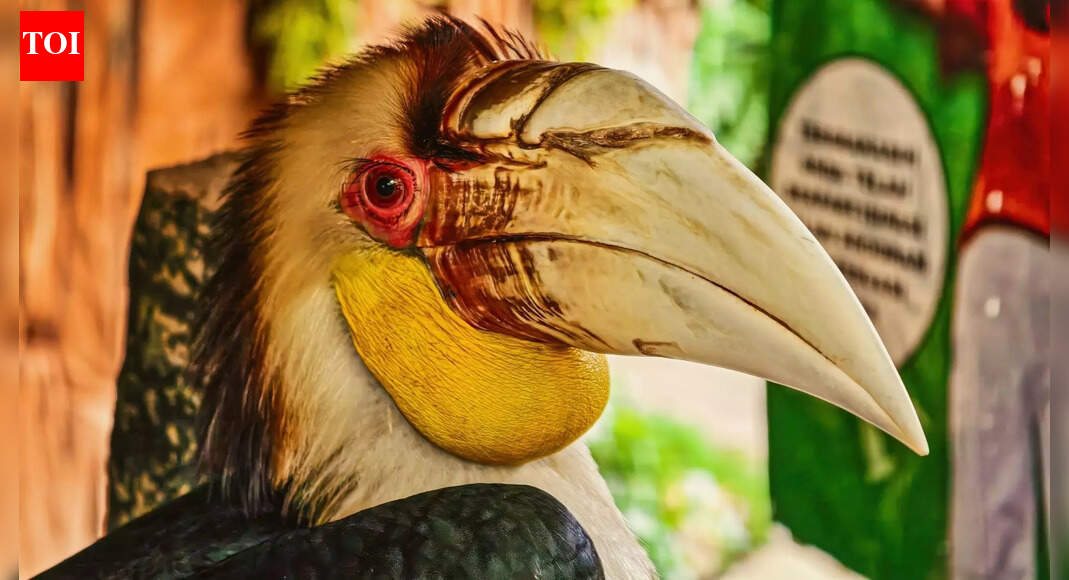 5 birds that use their beaks as dangerous weapons