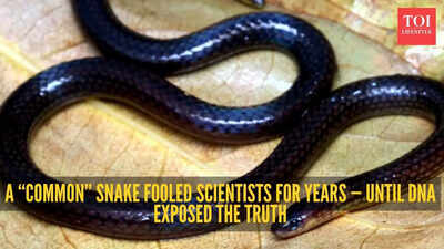 Indian scientists discover a new snake species and it was hiding in ...