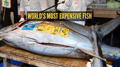 This is the world's most expensive fish sold at a whopping ₹29 crore ...