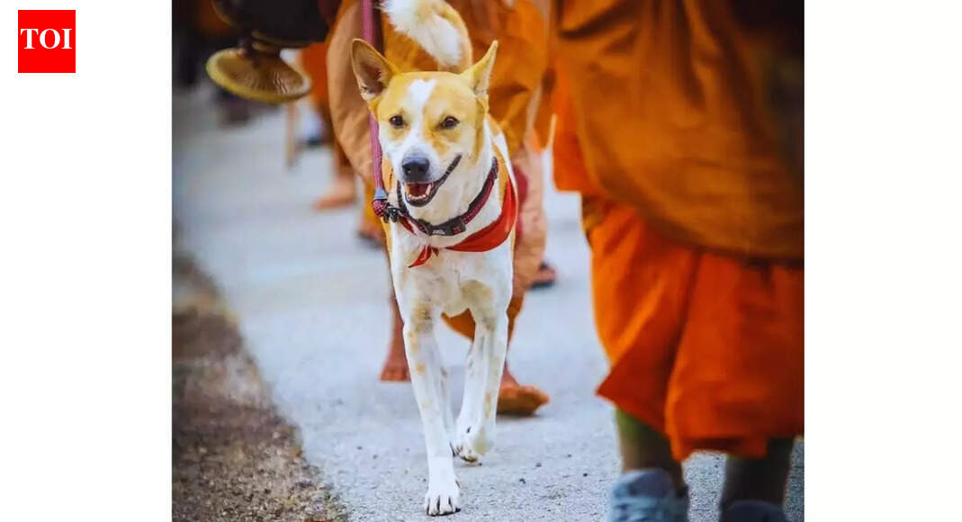 Meet Aloka: The Indian street dog who has joined Buddhist monks on ...