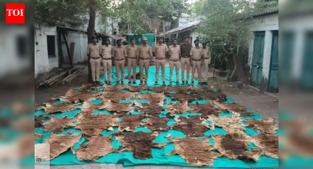 Temple caretaker dies; 33 tiger skins, 133 claws found in his room in ...