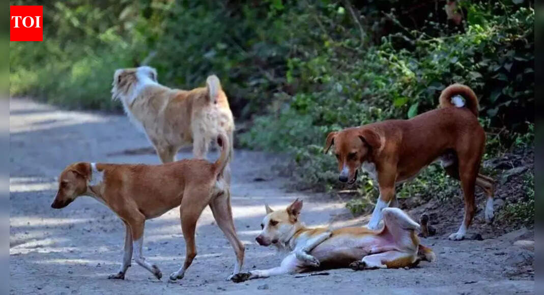 Stray dog attacks 40+ people in 2 days in Ujjain’s Mahidpur, dies after ...