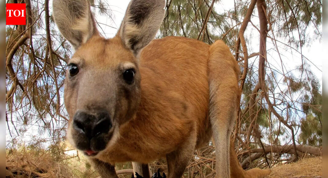Curry-smelling kangaroos to banana bees: 6 animals that surprisingly ...