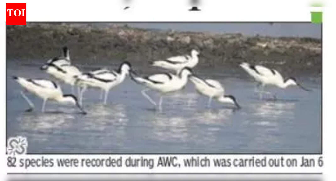 Waterbird count jumps to 19k at Najafgarh jheel | Gurgaon News - The ...