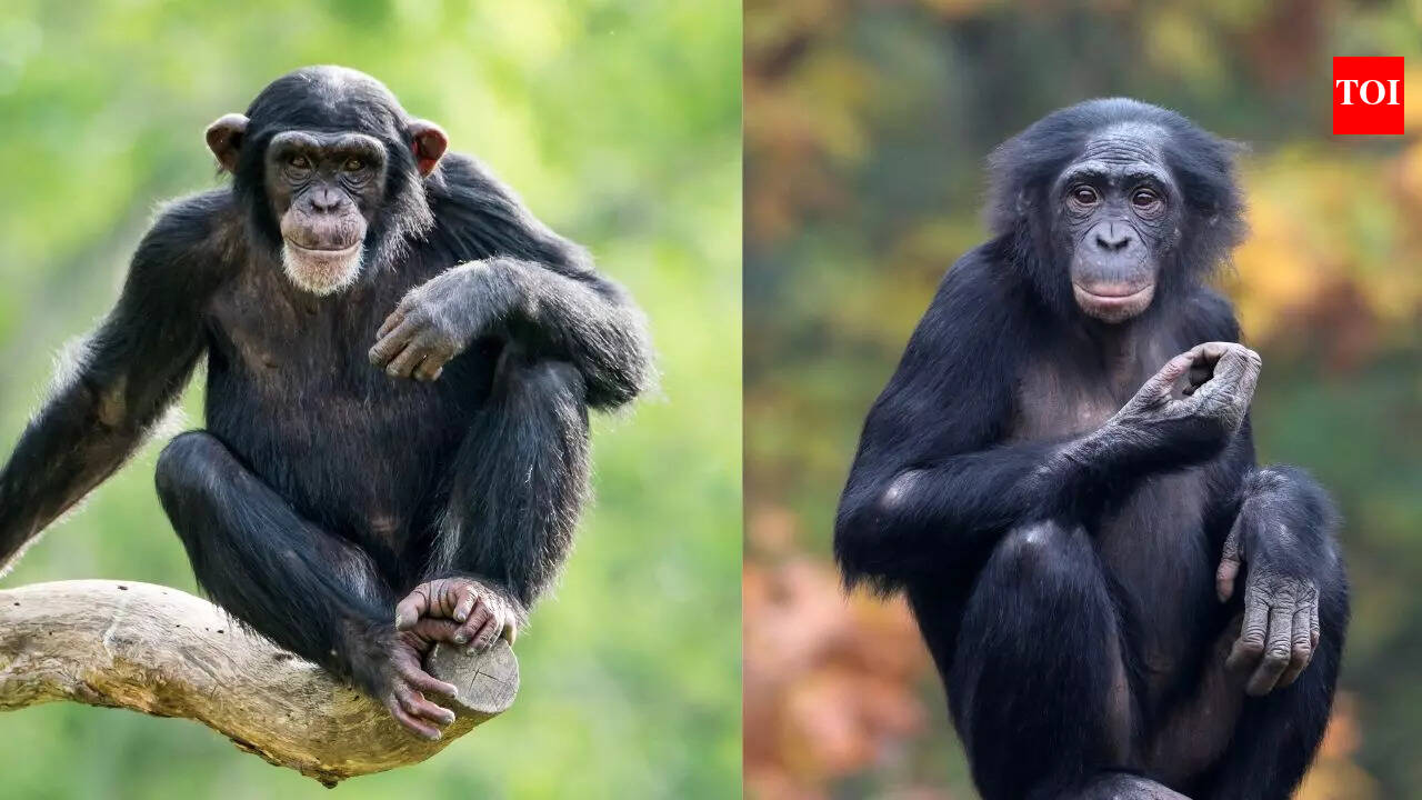 difference between ape and chimpanzee
