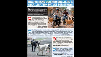 Stray dog menace turns key poll plank as BJP, Congress trade charges ...