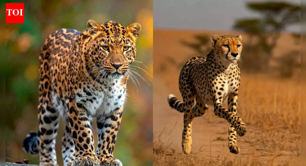 From Rabbit and Hare to Crocodile and Allegator: How these similar ...