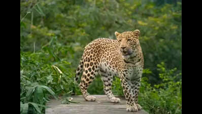 Leopard kills 3rd woman in week in Nainital | Dehradun News - The Times ...