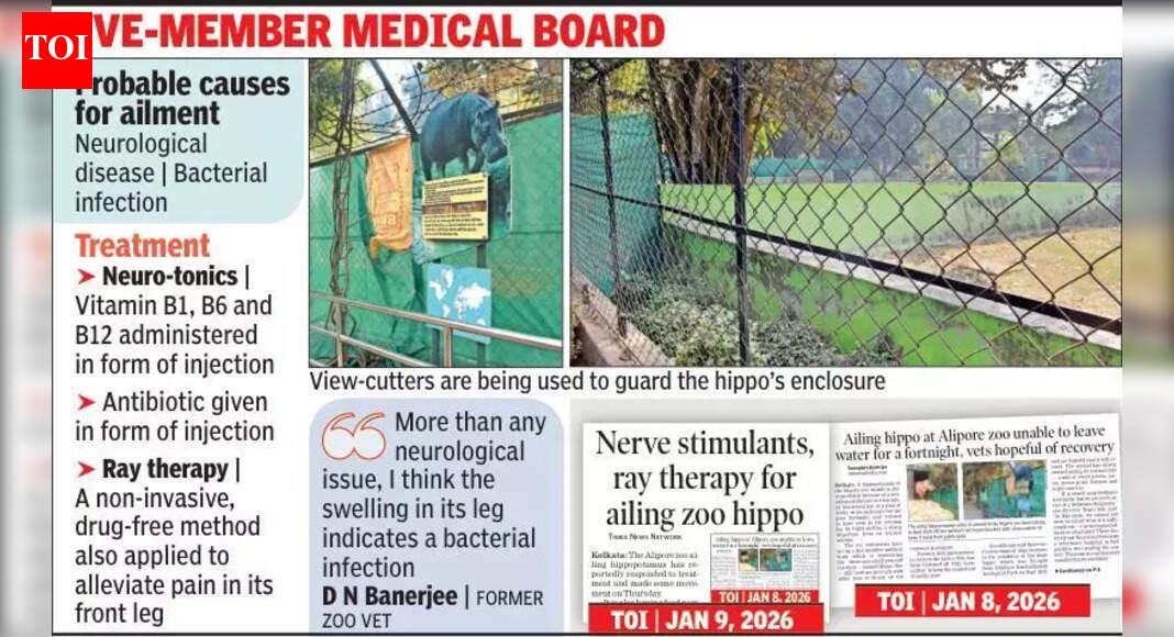 Neuro-tonics & ray therapy work, zoo hippo out of moat after 3 wks ...