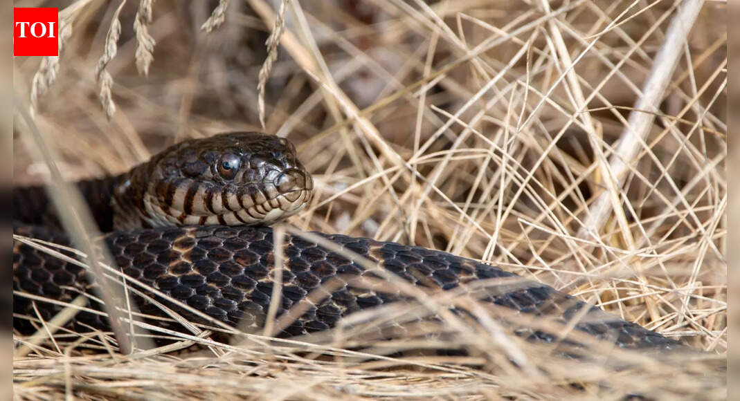 5 animals that survive by pretending to be dead