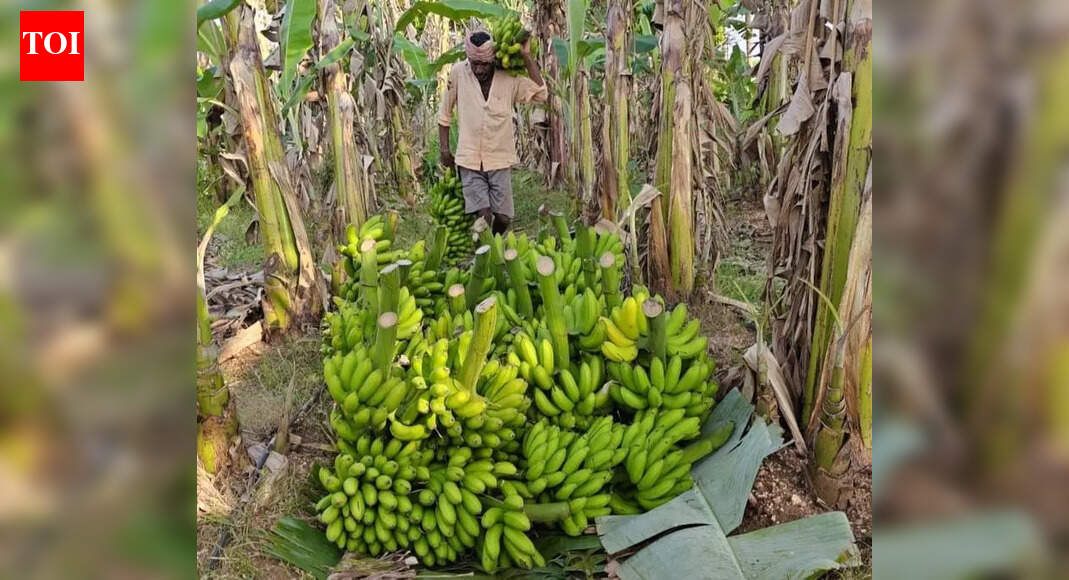 APEDA, horti dept join hands to export Nanjangud banana, Mys betel ...