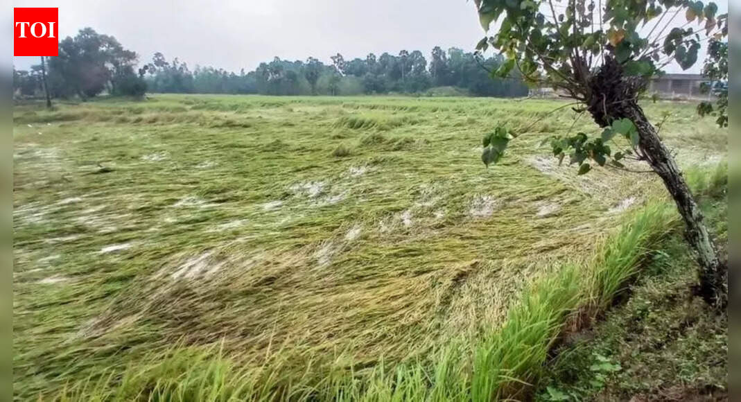 Crop ‘lodging’ reported despite moderate rain | Trichy News - The Times ...