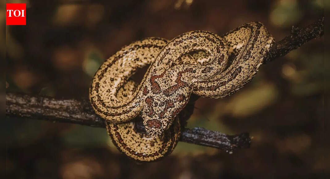 7 snakes that hunt birds in trees: How tree-living predators use ...