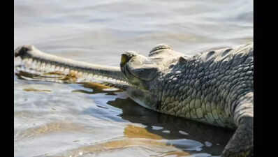 3k gharials found across 13 rivers in 1st Ganga basin survey | Dehradun ...