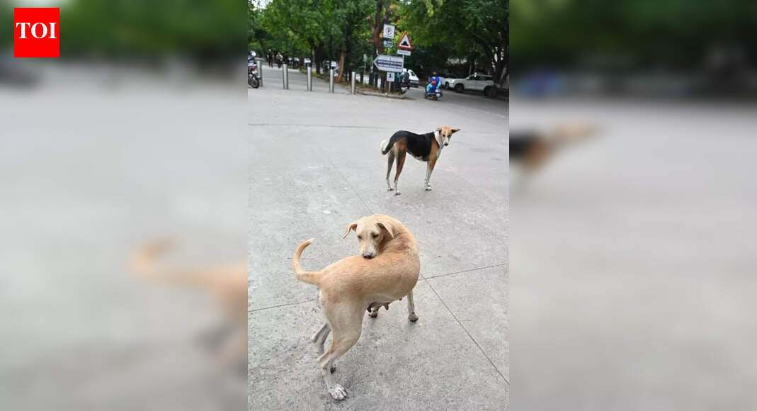 Delhi’s efforts to manage stray dogs see fluctuations | Delhi News ...